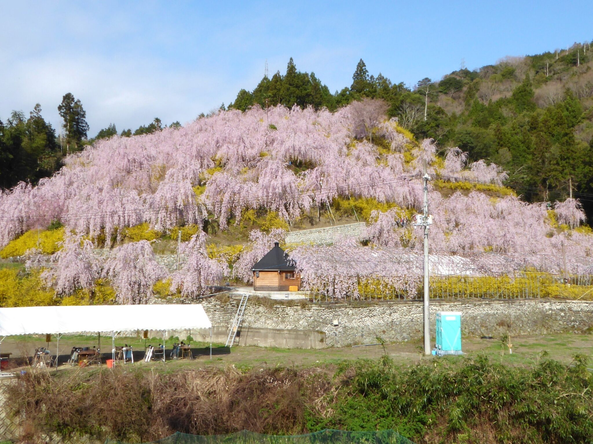 【2026年】徳島の桜名所・お花見スポット特集｜開花予想日もご紹介 | 徳島県の転職・求人に特化した【いつか徳島】ムツビエージェント（株）運営