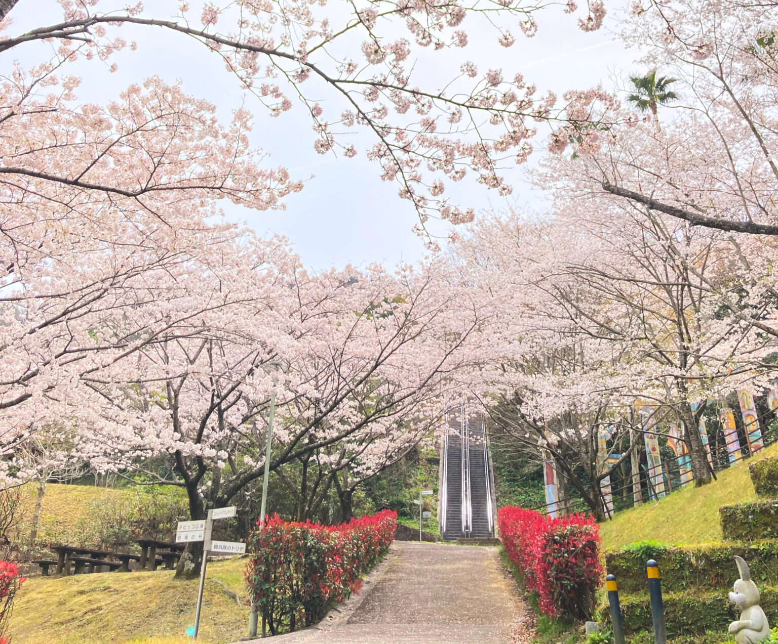 【2026年】徳島の桜名所・お花見スポット特集｜開花予想日もご紹介 | 徳島県の転職・求人に特化した【いつか徳島】ムツビエージェント（株）運営